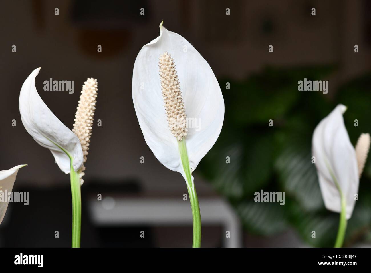 Spathiphyllum hi-res stock photography and images - Alamy