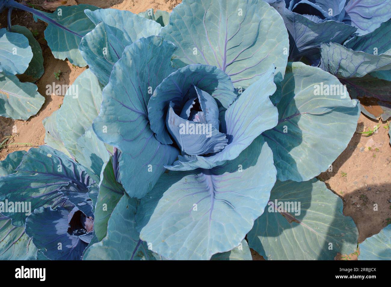 Purple cabbage growing in field Stock Photo - Alamy