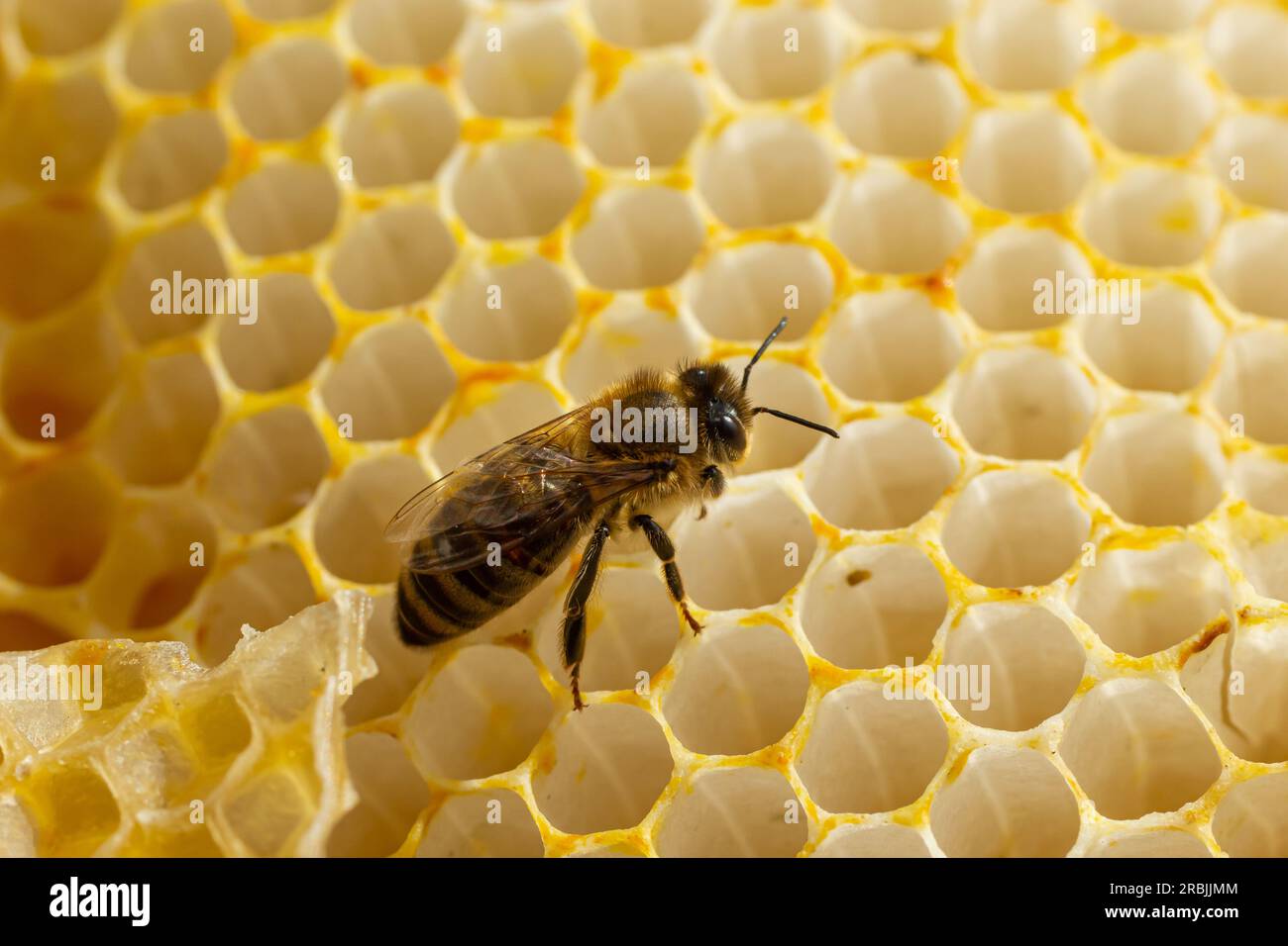 Beautiful honeycomb hi-res stock photography and images - Alamy