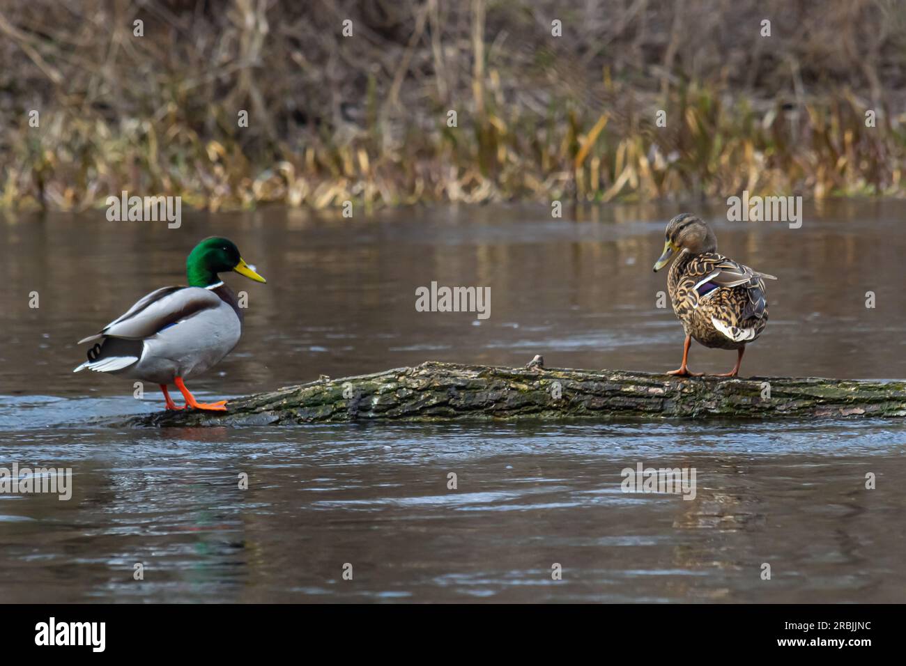A pair of Mallard ducks resting motionless on a tree trunk. Sitting in ...