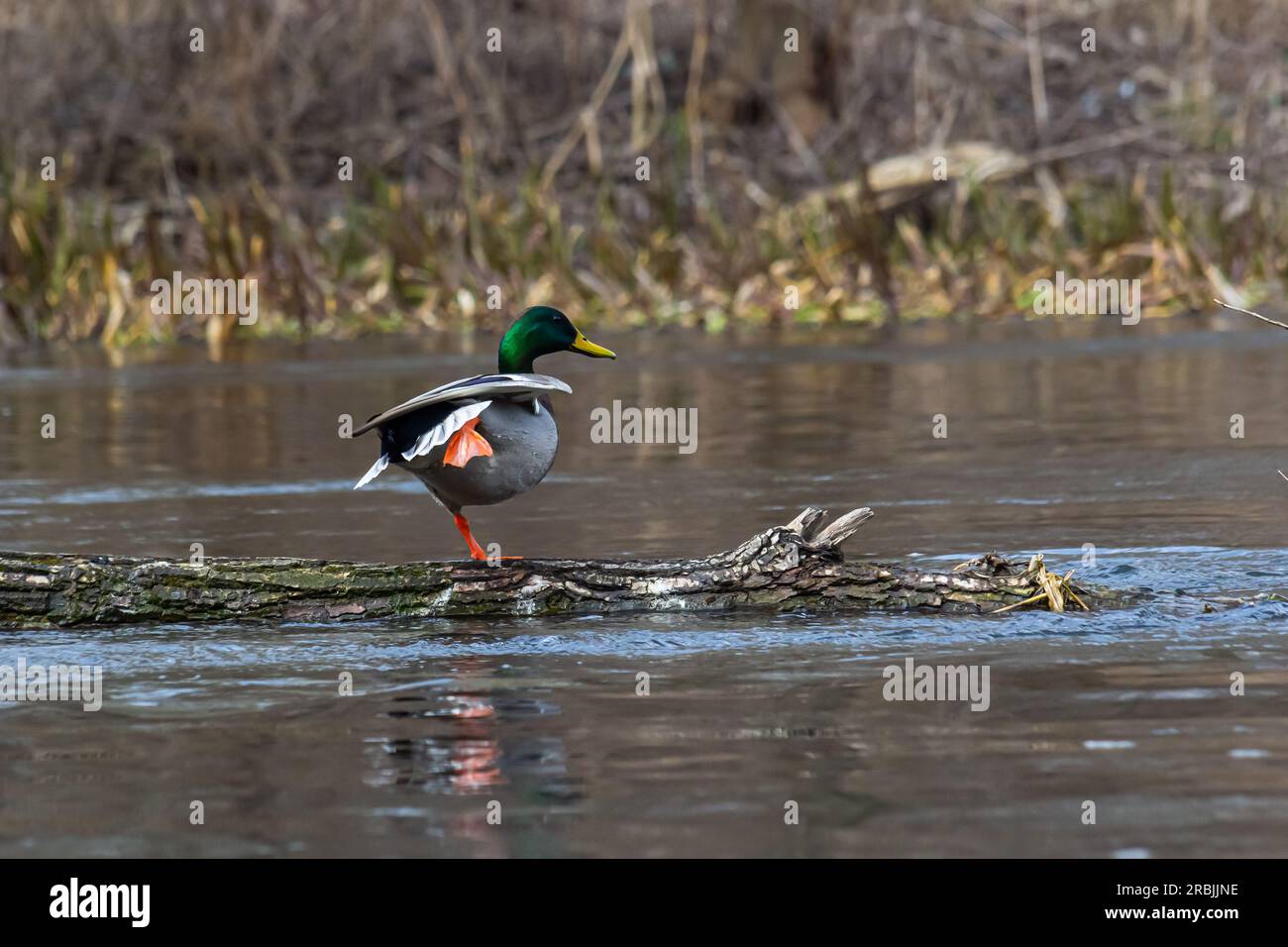 Mallard duck swimming on a pond picture with reflection in water. One ...