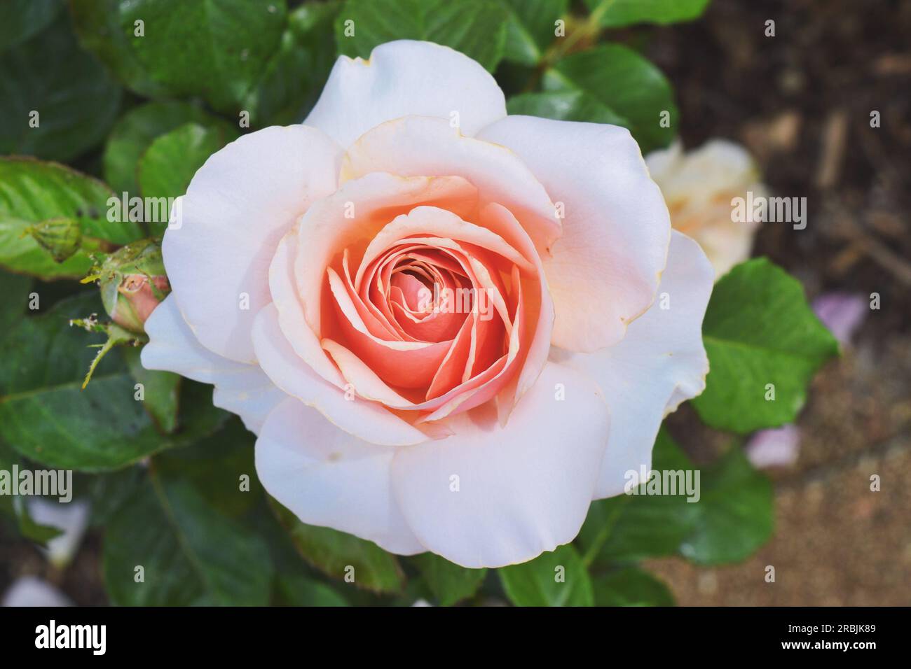 Peach colored rose flower in bloom Stock Photo - Alamy