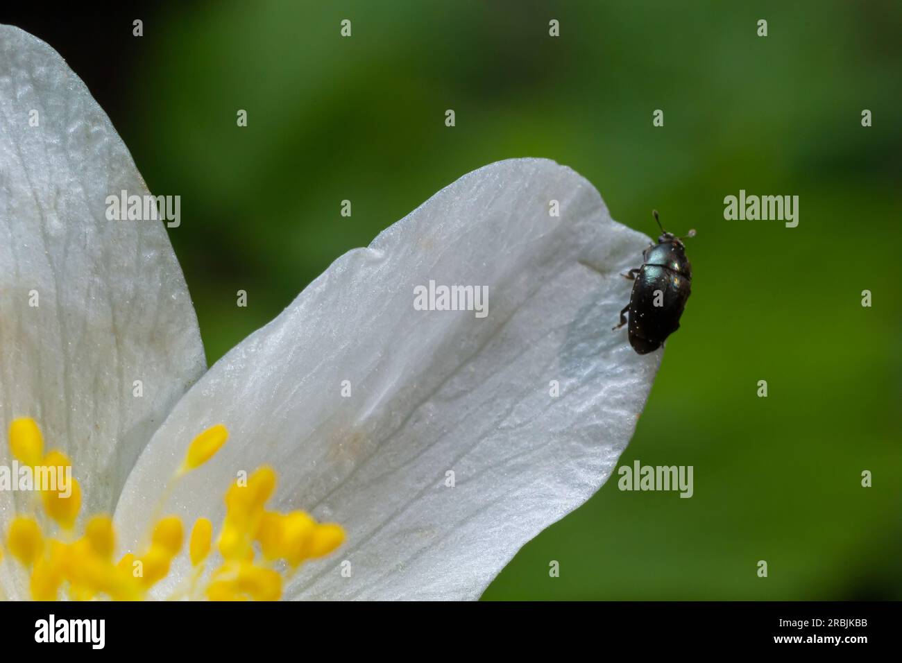 Rape beetle, meligethes aeneus on field pennycress, thlaspi arvense ...