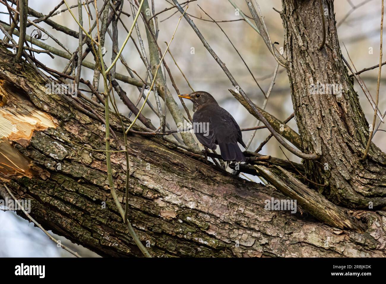 The common blackbird Turdus merula is a relatively large and long ...