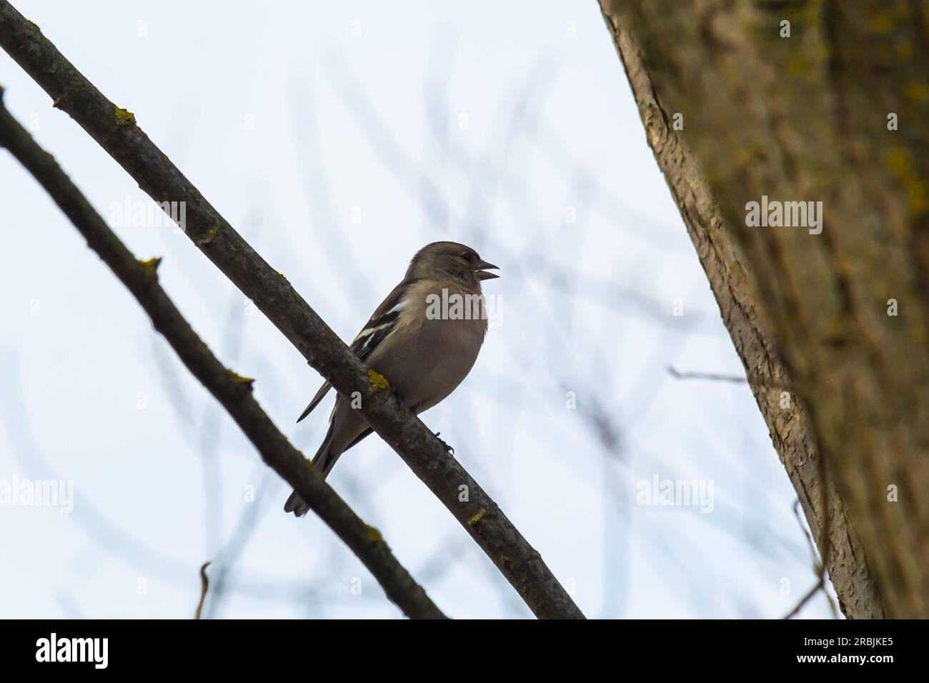 Common chaffinch sits on a tree. Beautiful songbird Common chaffinch in ...