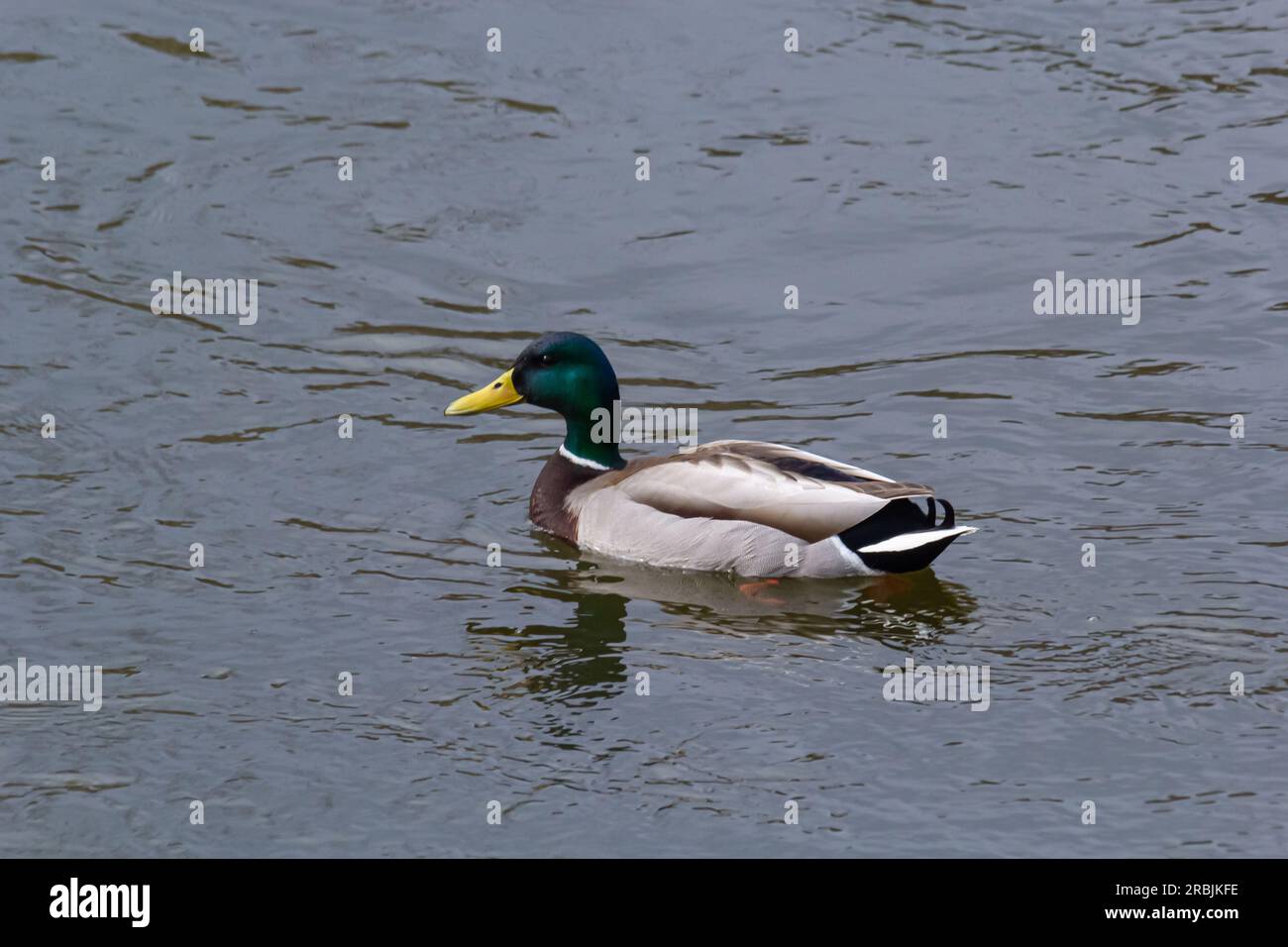 Mallard duck swimming on a pond picture with reflection in water. One ...