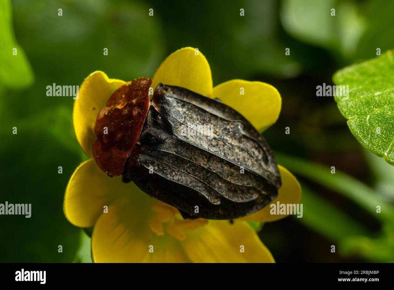 a carrion beetle - Oiceoptoma thoracica sits on a yellow flower in ...