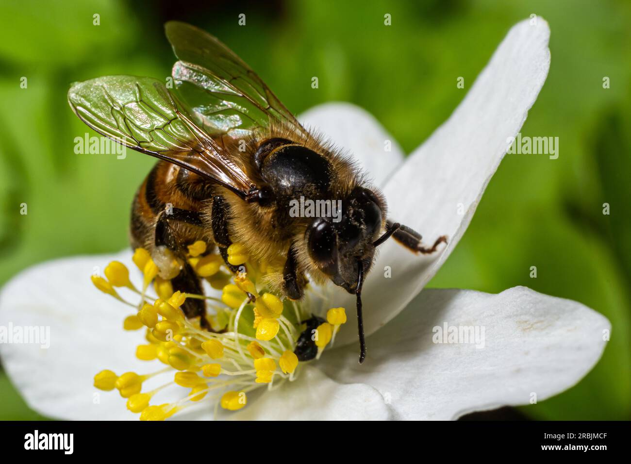 Bee, Western honey bee - Apis mellifera, with pollen sits on the flower of wood anemone Stock ...