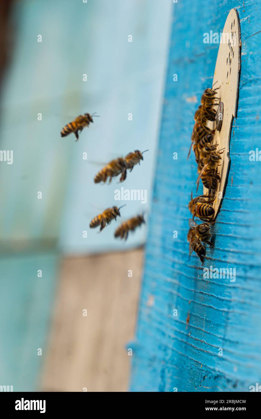 Busy bees entrance wooden hive hi-res stock photography and images - Alamy