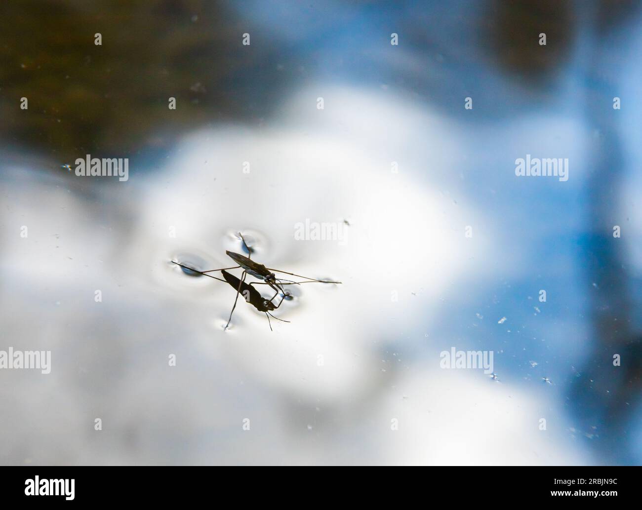 Hemiptera heteroptera water strider hi-res stock photography and images ...