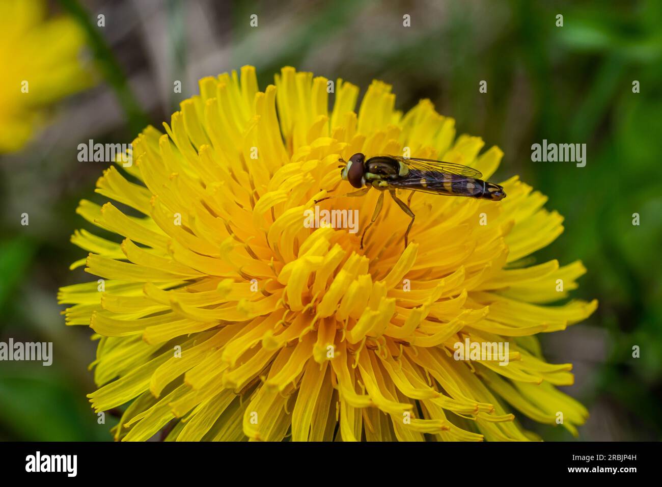 Black and yellow striped hoverfly hi-res stock photography and images ...
