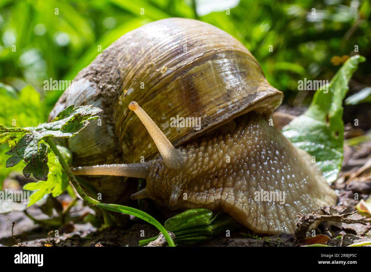 Helix pomatia also Roman snail, Burgundy snail, edible snail or ...