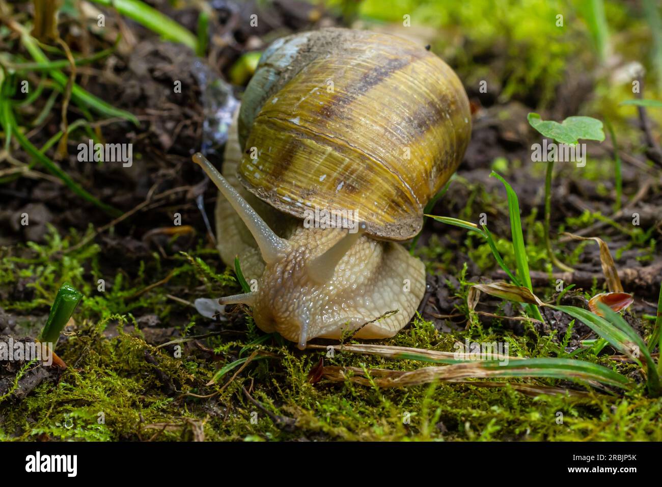 Helix pomatia also Roman snail, Burgundy snail, edible snail or ...