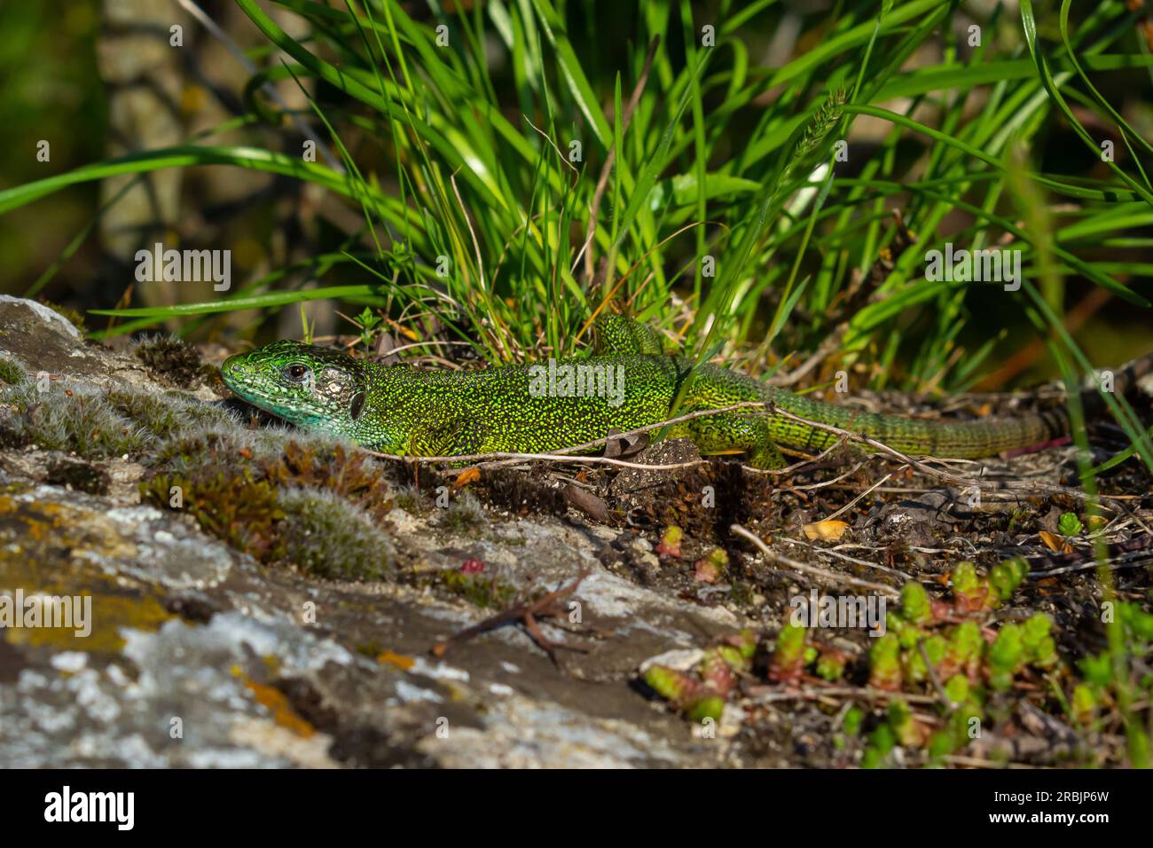 European green lizard Lacerta viridis emerging from the grass exposing ...