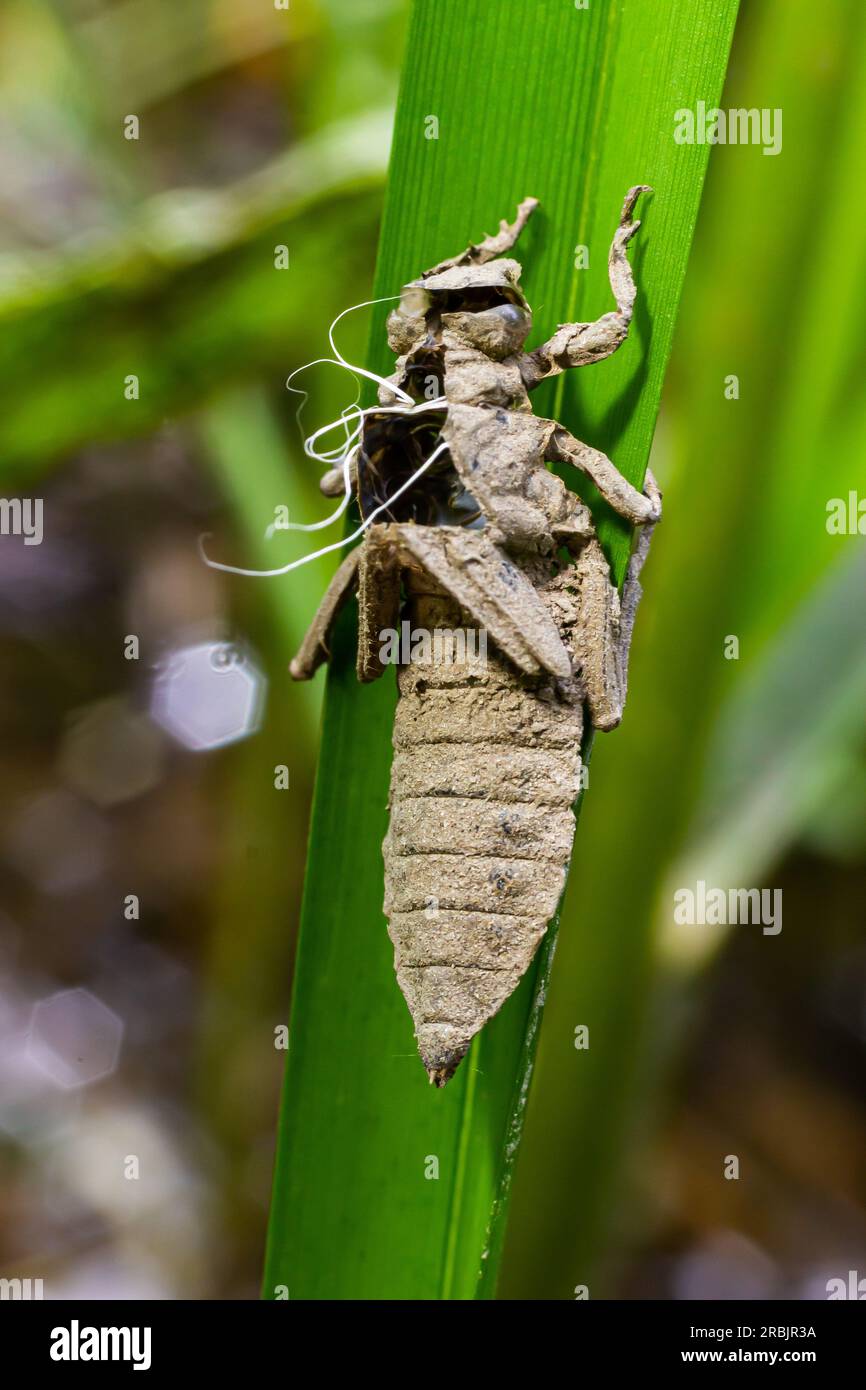 Larval dragonfly grey shell. Nymphal exuvia of Gomphus vulgatissimus ...