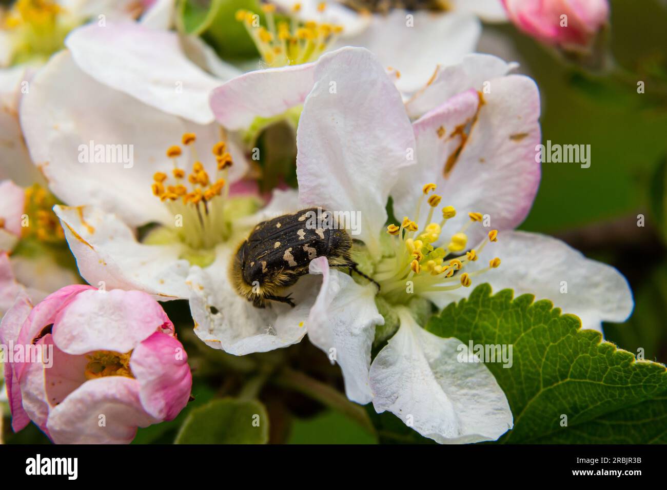 Black rose chafer hi-res stock photography and images - Alamy