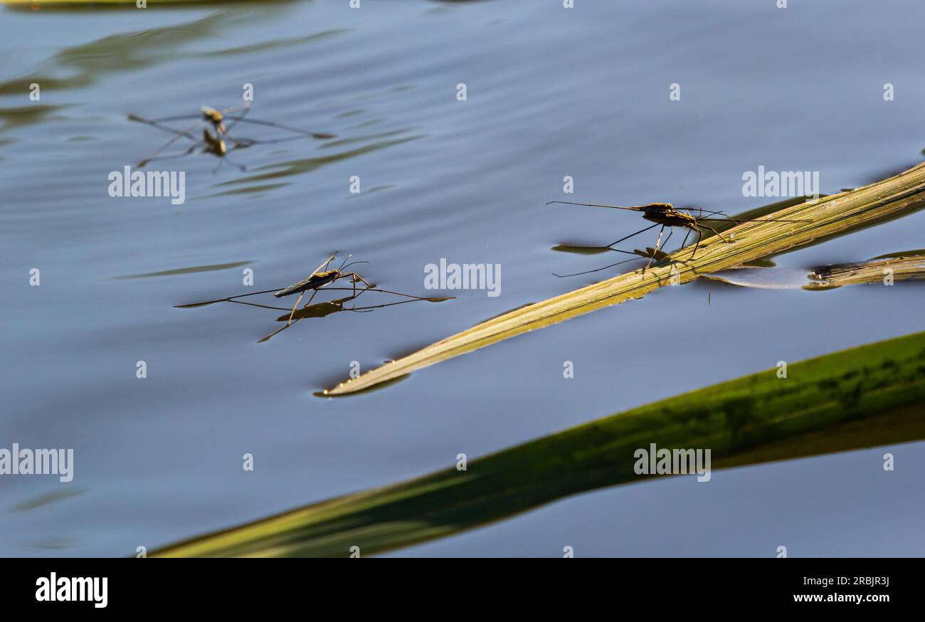 Common water strider hi-res stock photography and images - Alamy
