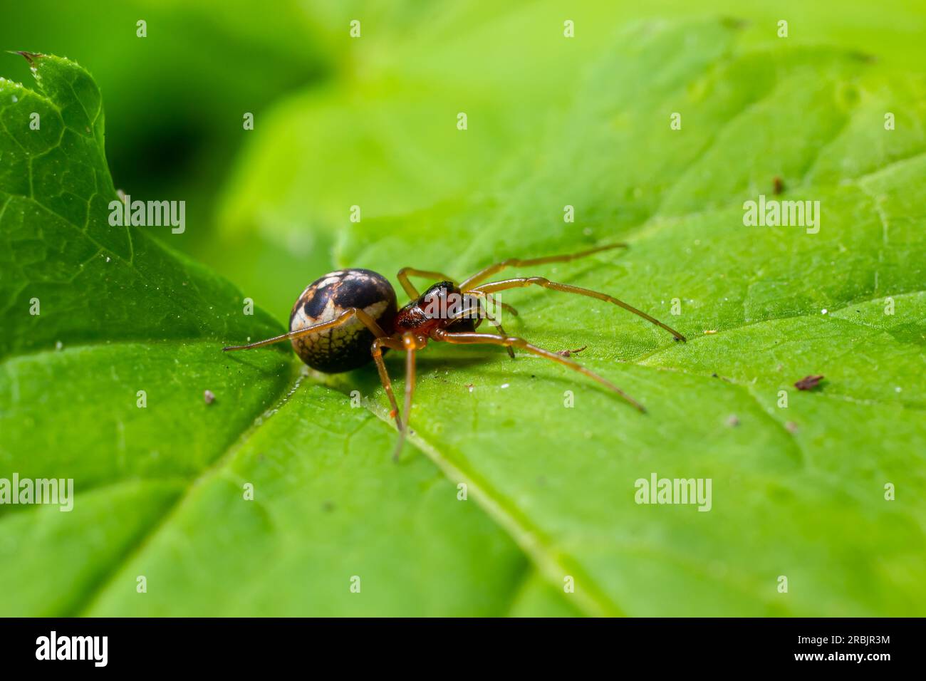 Metellina mengei spider tetragnathidae hi-res stock photography and ...