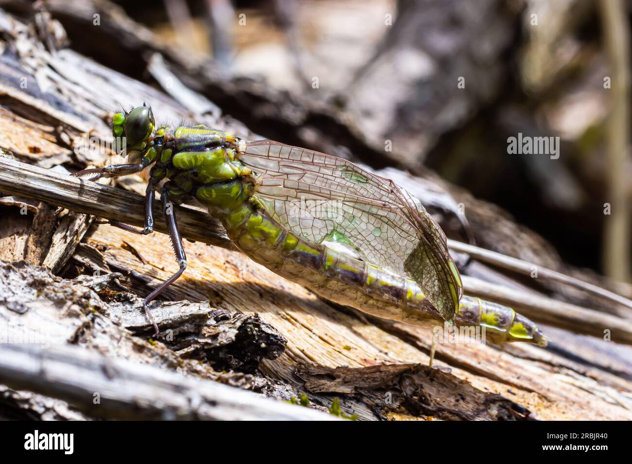 Larval dragonfly grey shell. Nymphal exuvia of Gomphus vulgatissimus ...