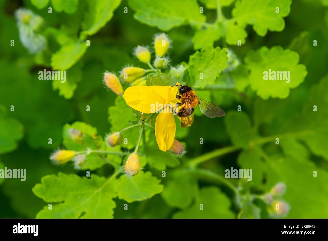 Celandine. Chelidonium family Poppy taxonomic name of the genus ...