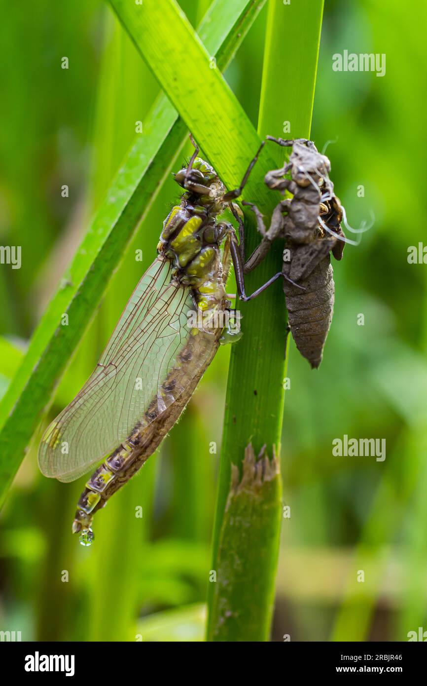 Larval dragonfly grey shell. Nymphal exuvia of Gomphus vulgatissimus ...