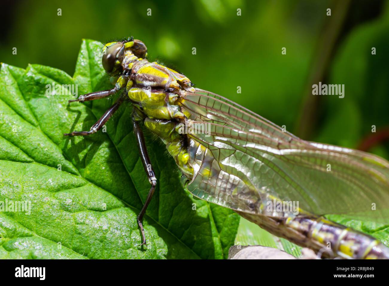 Dragonfly, Gompha vulgaris Gomphus vulgatissimus on the plant by lake ...