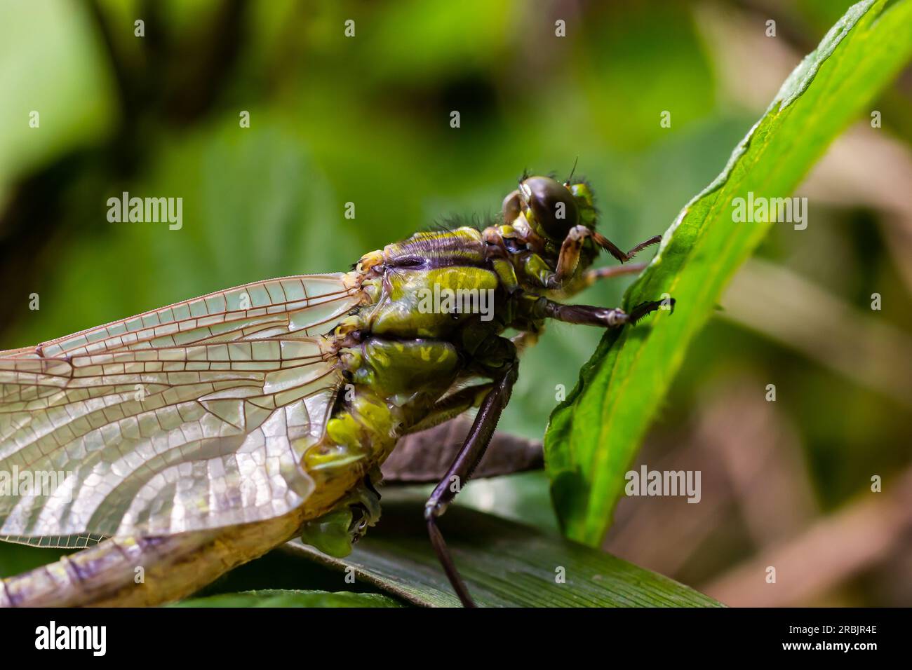 Larval dragonfly grey shell. Nymphal exuvia of Gomphus vulgatissimus ...