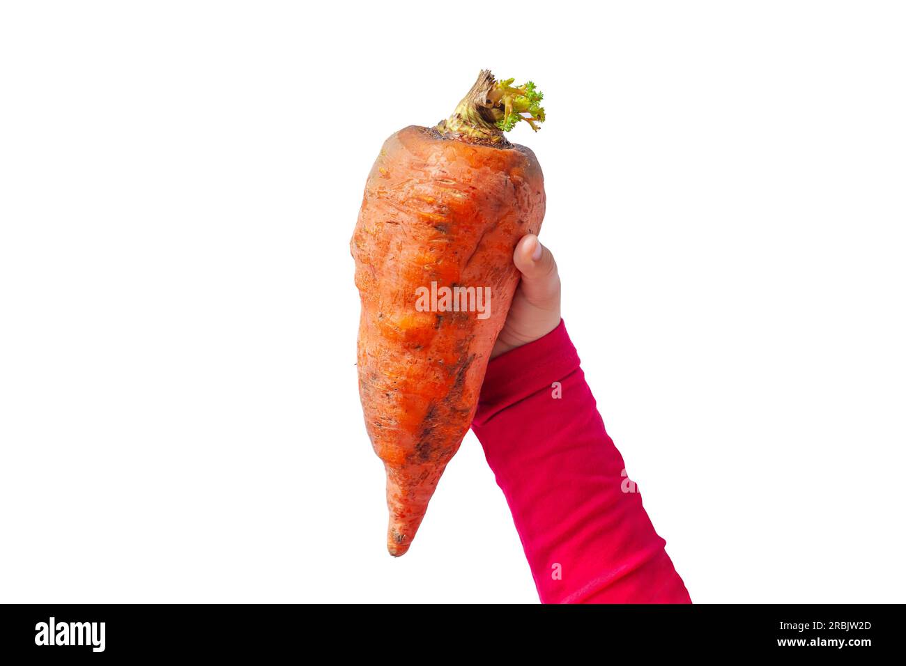 Ugly food. Big deformed organic carrot in child's hand on white ...