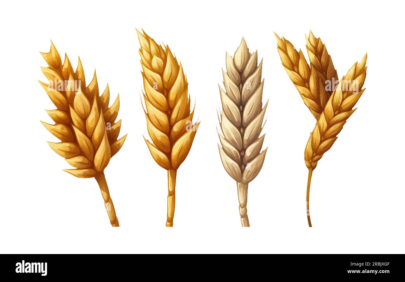 watercolor set vector illustraton of golden wheat grain crop isolated ...