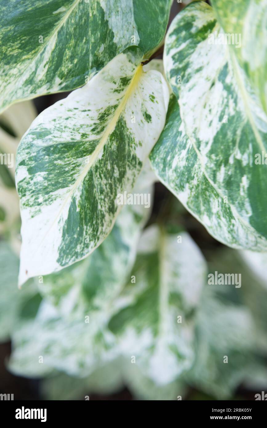 Closeup to fresh leaf of Epipremnum Pinnatum Cebu Blue ablo varigated ...