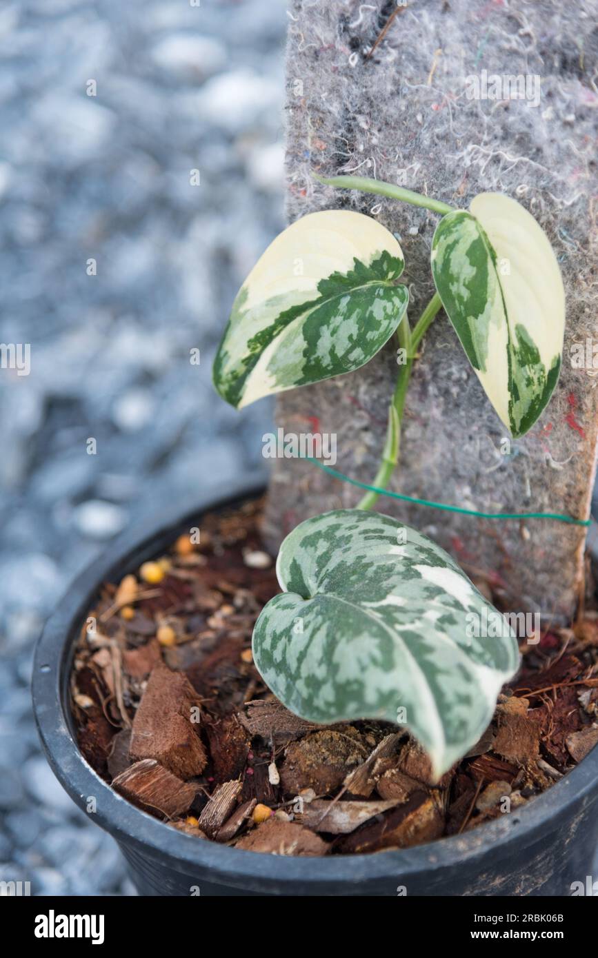 Scindapsus mayari hi-res stock photography and images - Alamy