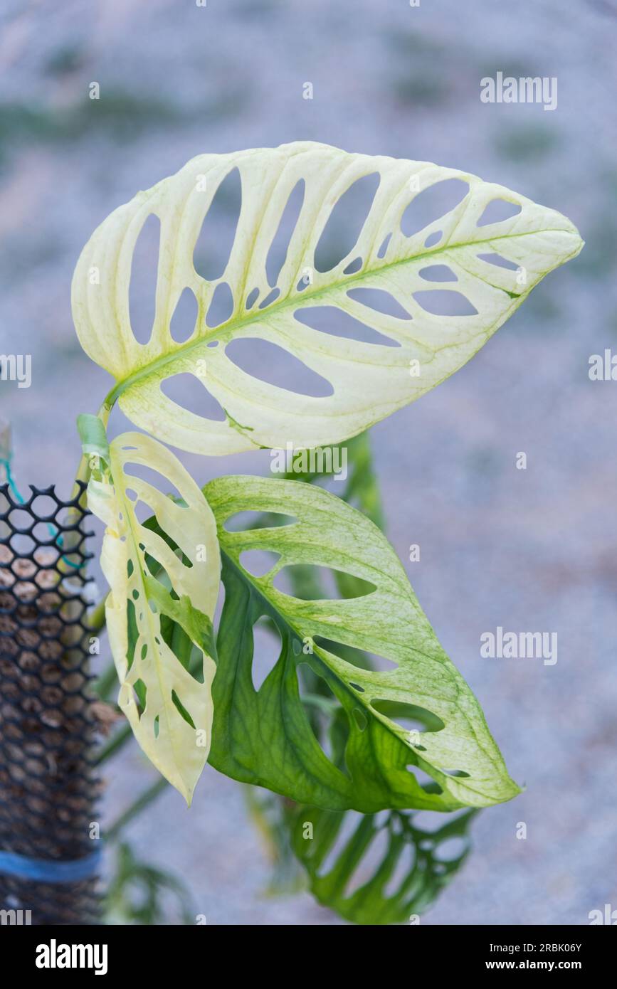 Monstera Acuminata Albo Varigated in the pot - swiss cheese albo ...