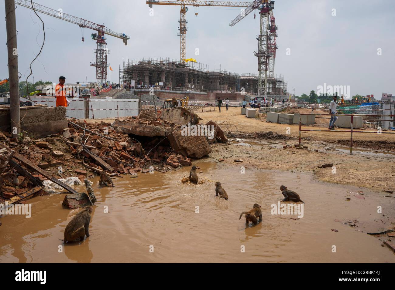Monkeys cool off in a water puddle as workers are engaged in the ...