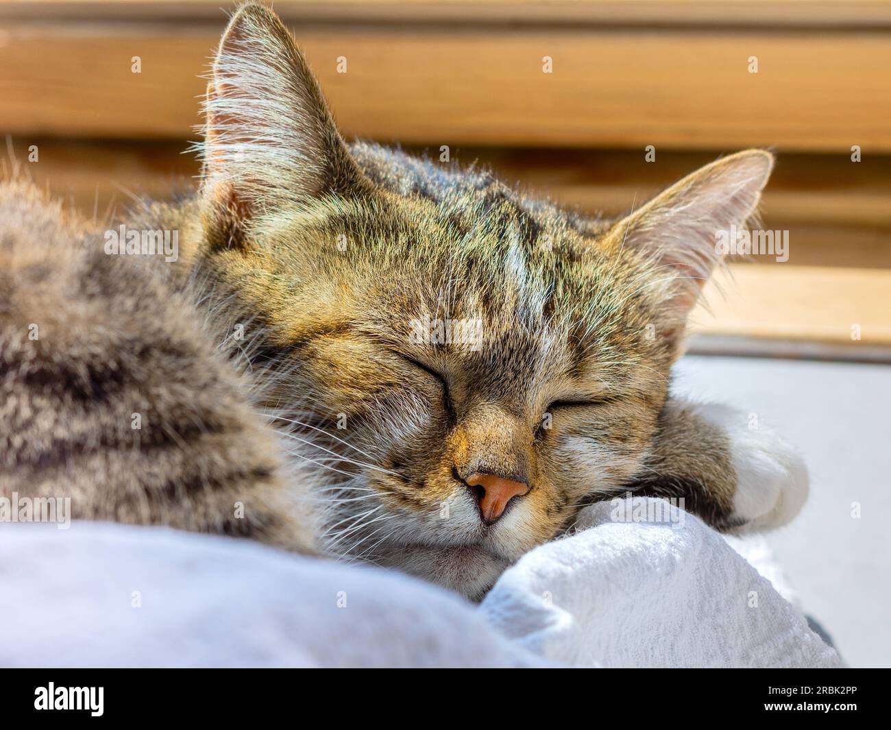 Tabby cat hi-res stock photography and images - Alamy