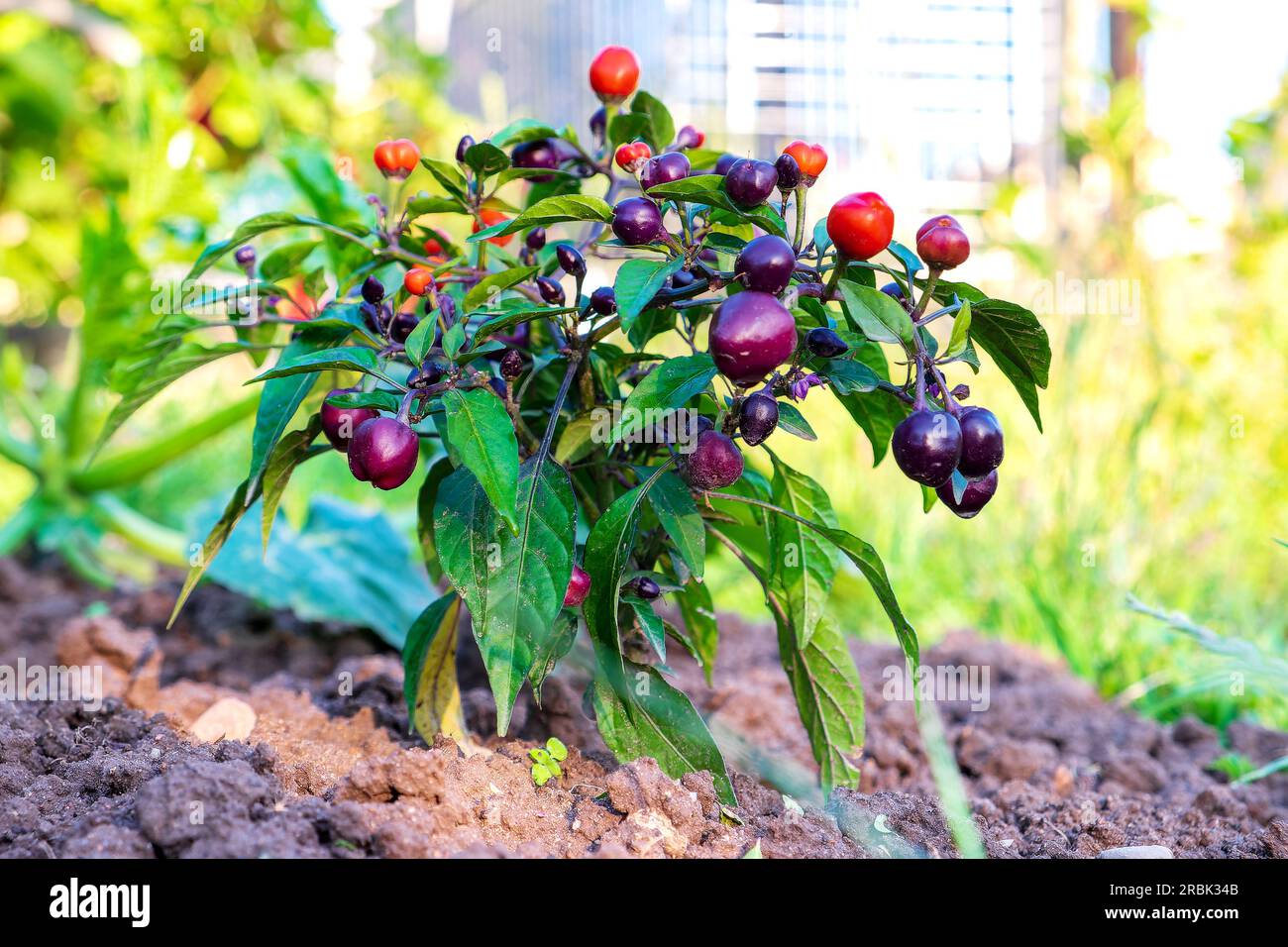 Globular plant hi-res stock photography and images - Alamy