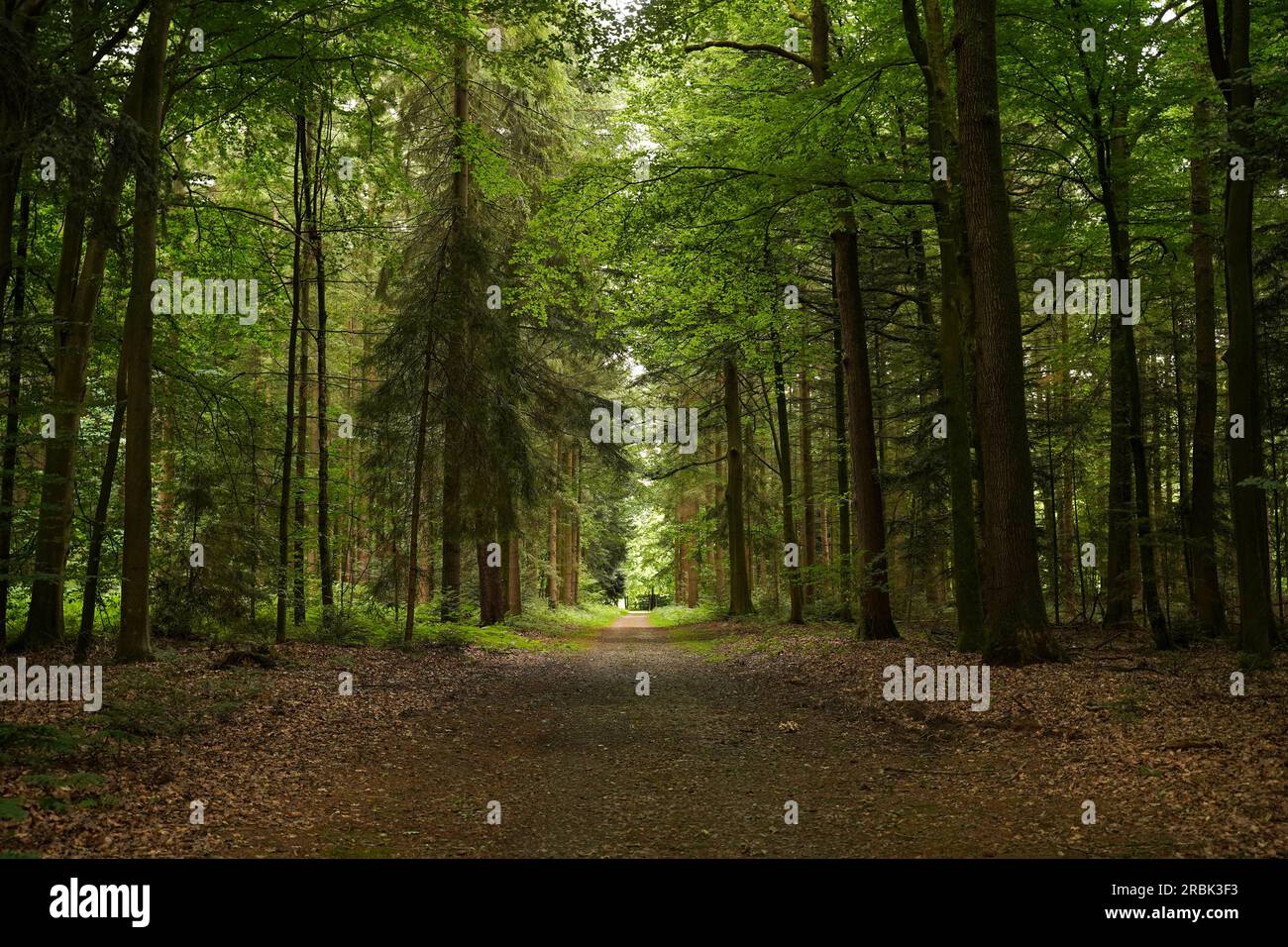 Trail in the forest. Scenery with path in dreamy forest. Nature ...