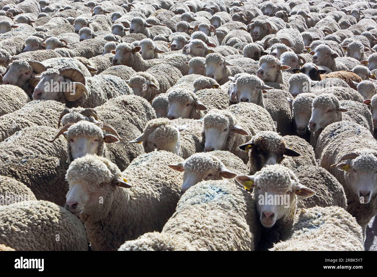 Flock of sheep being driven, Saint-Paul-de-Ubaye, Alpes-de-Haute ...