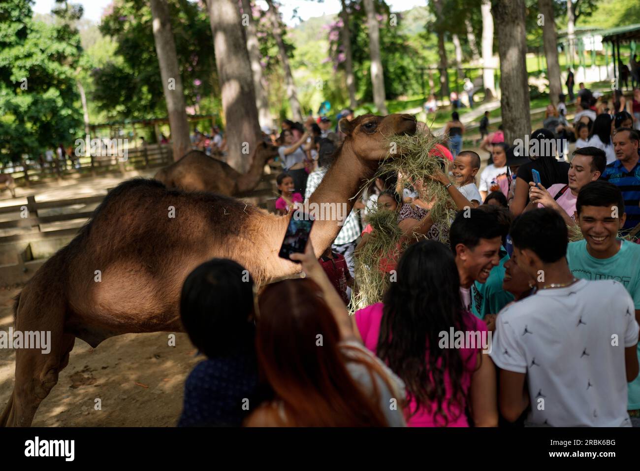 People feed and take photos of a Camel at a zoo in Caracas, Venezuela ...