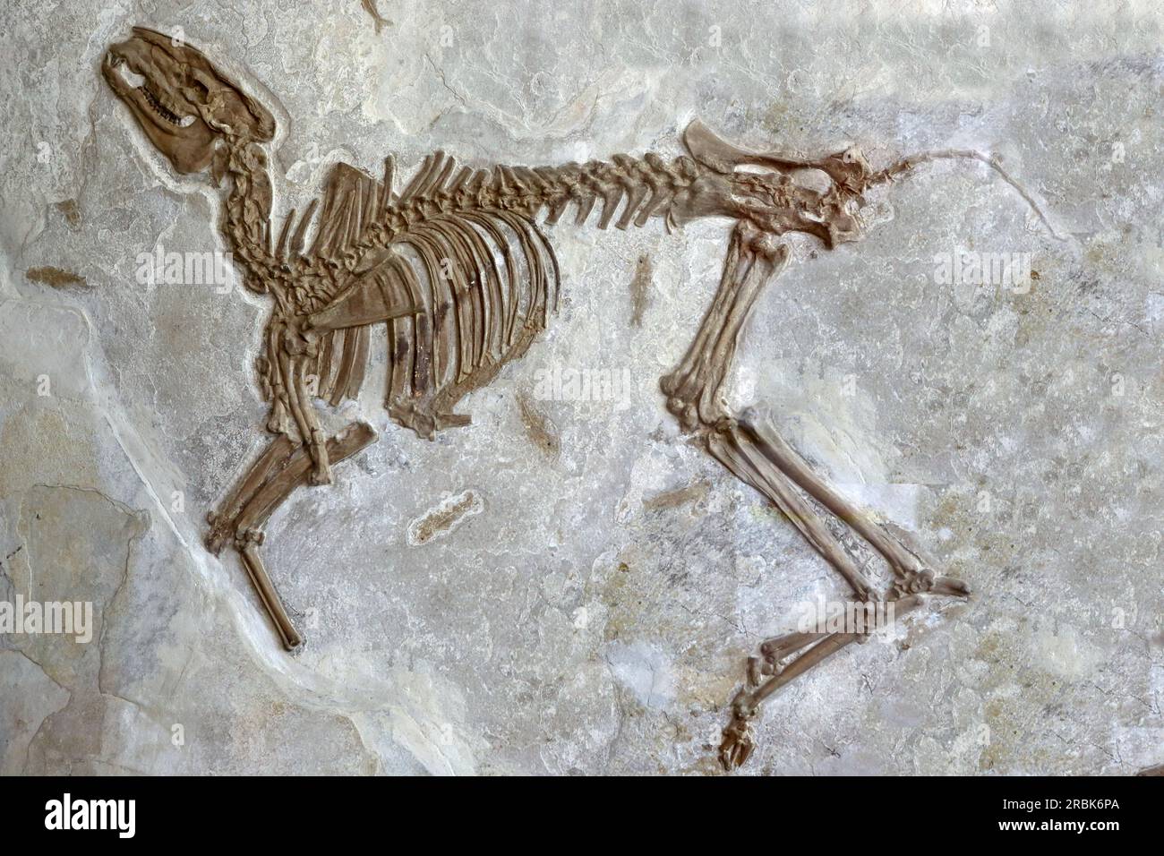 Musee de vacheres hi-res stock photography and images - Alamy