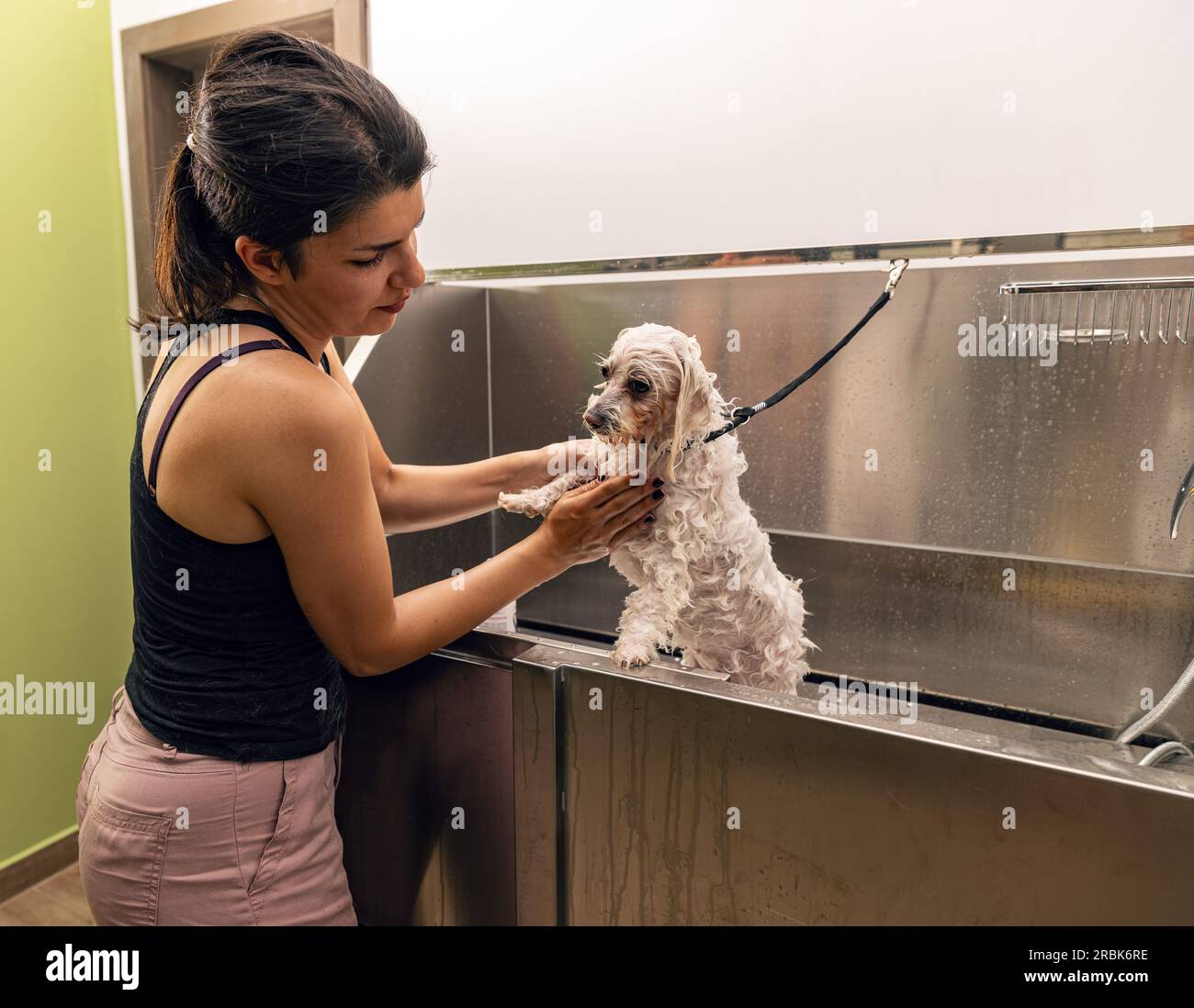 Professional groomer washing the dog. Cute bichon dog is in the grooming studio Stock Photo - Alamy