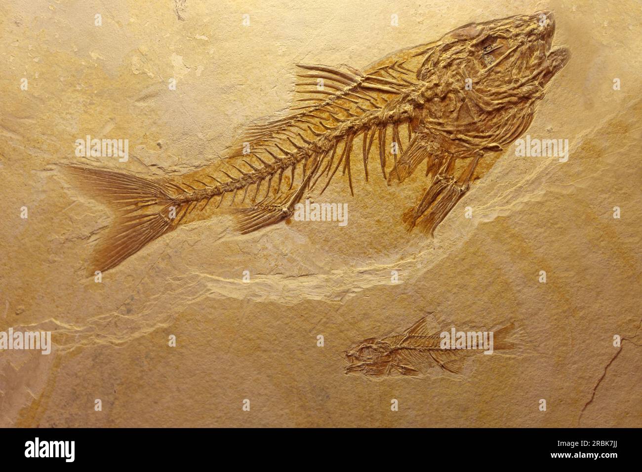 Fossilization hi-res stock photography and images - Alamy