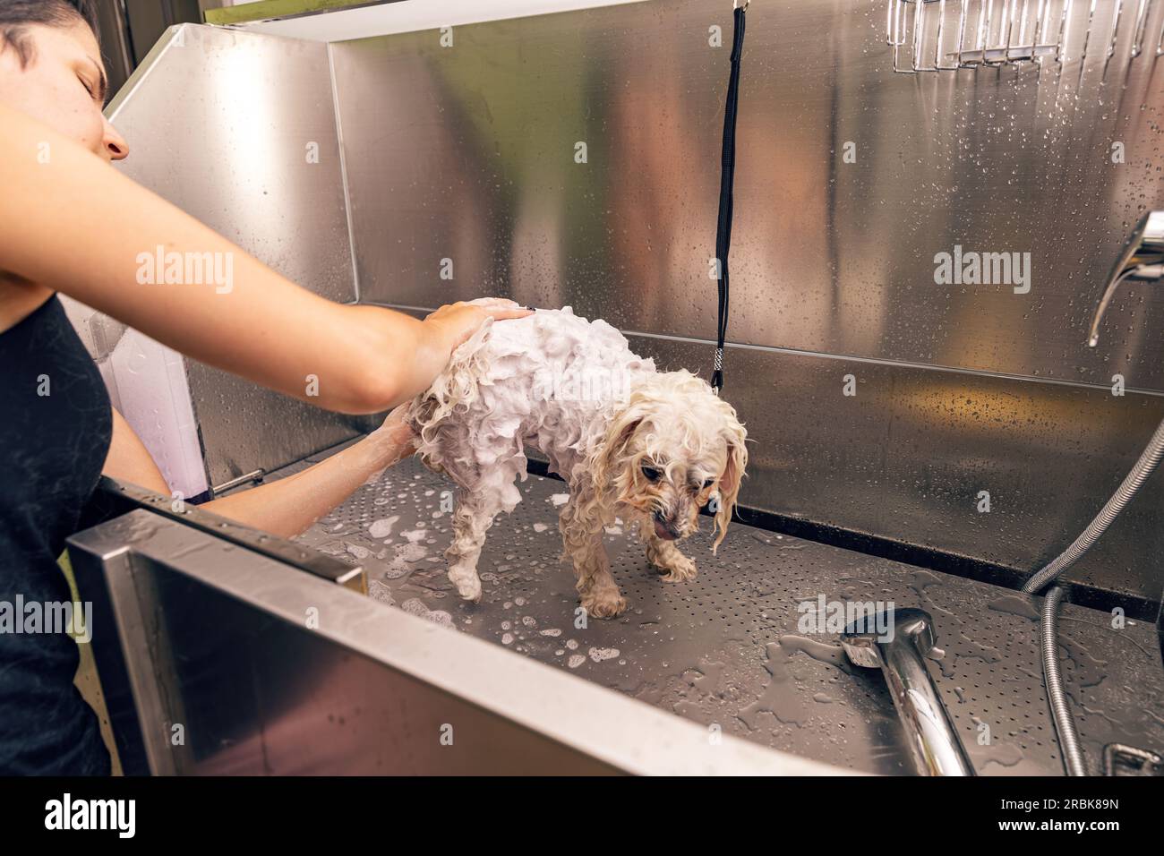 Pet in grooming salon, domestic animal get shower Stock Photo - Alamy