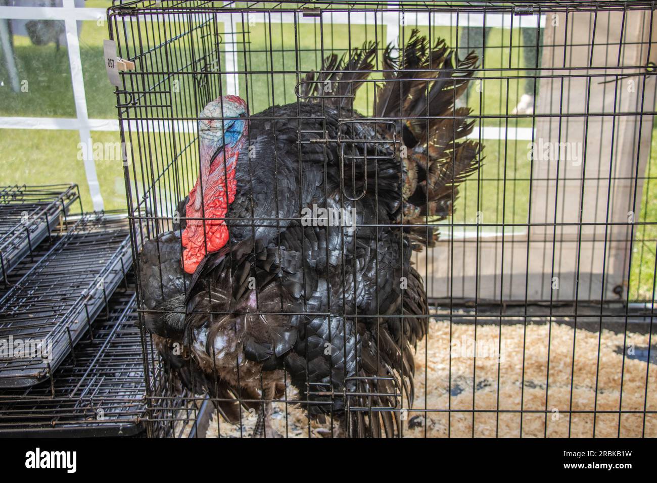Barryroe Show, West Cork, July 2023 Stock Photo - Alamy