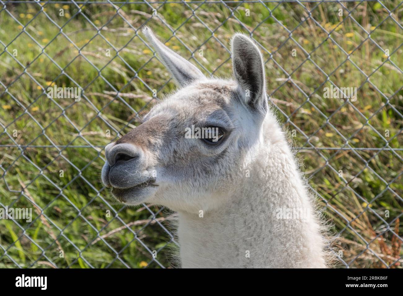 Barryroe Show, West Cork, July 2023 Stock Photo - Alamy