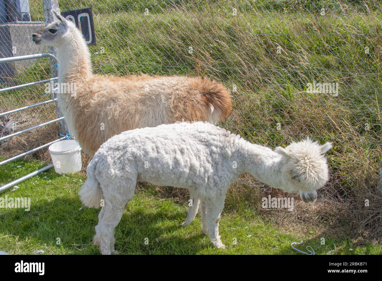 Barryroe Show, West Cork, July 2023 Stock Photo - Alamy