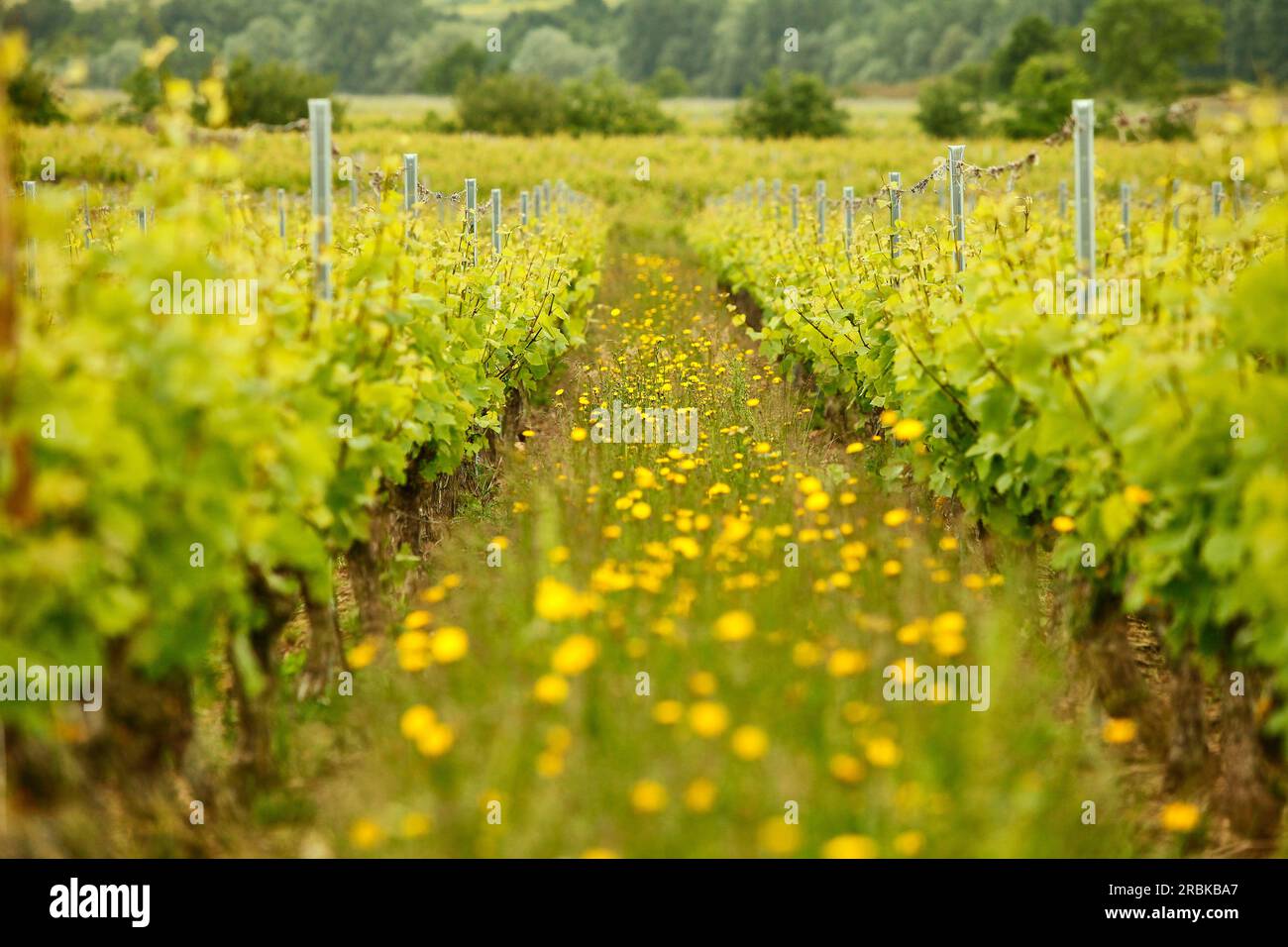 Buttercups line a path between grapevines in a French vineyard Stock ...