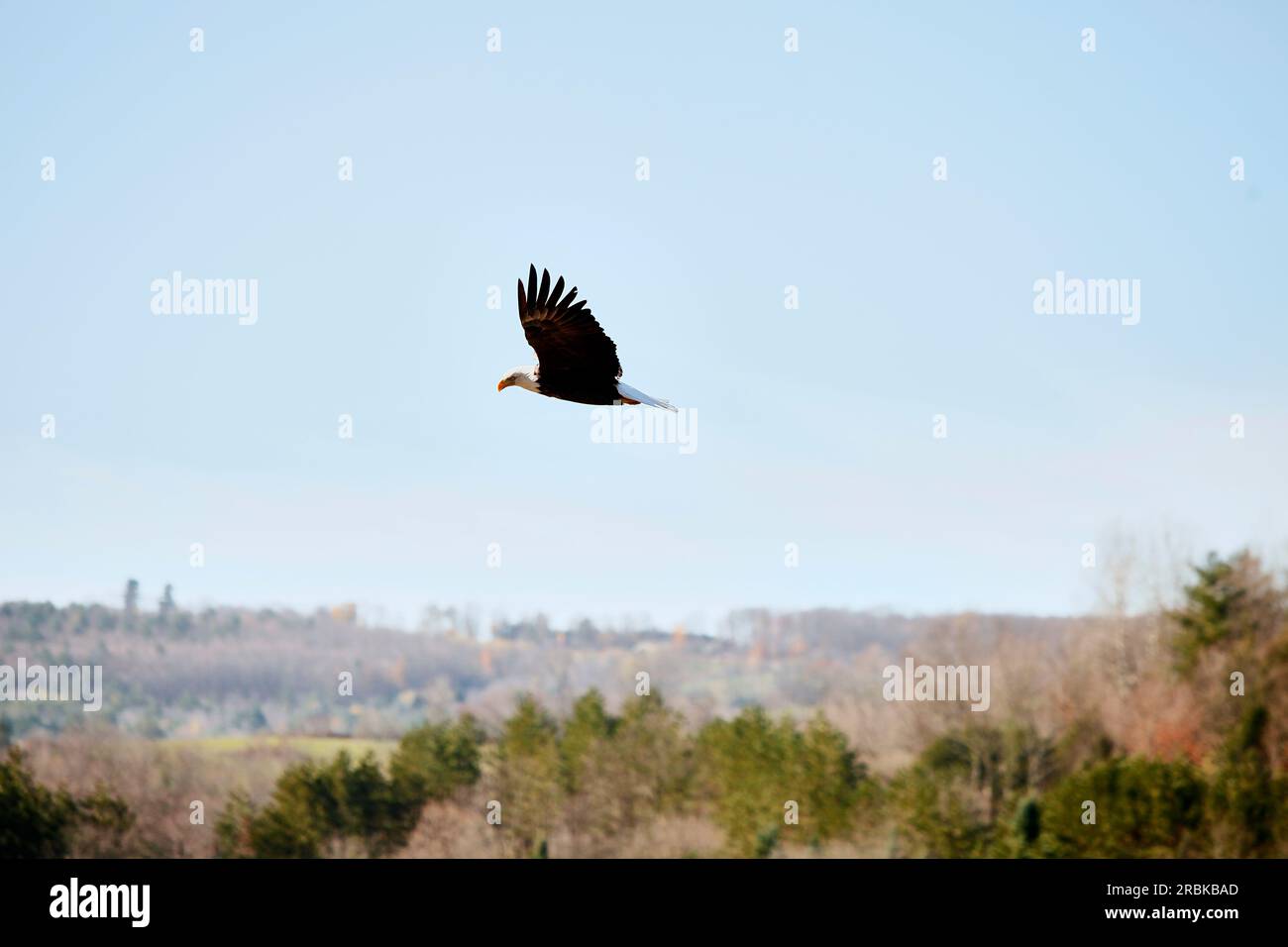 A bald eagle in flight with the countryside behind Stock Photo - Alamy