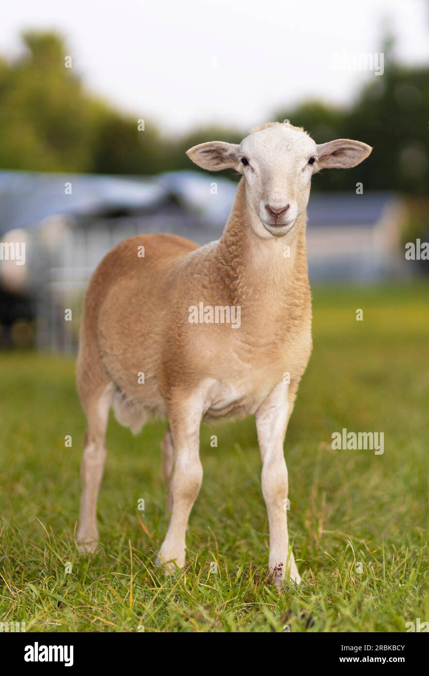 Tan lamb hi-res stock photography and images - Alamy