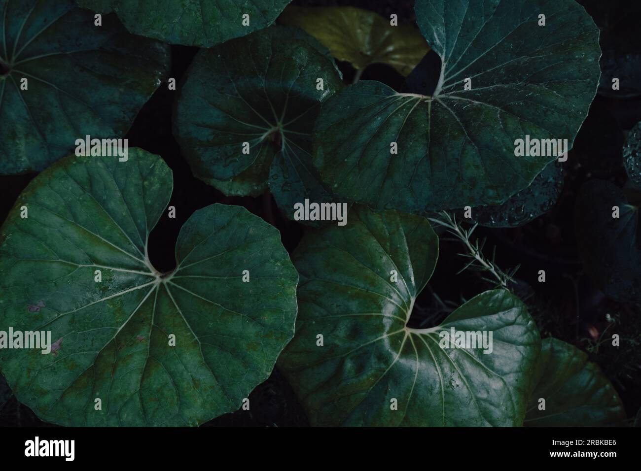 Close angle view of Layer of the Queen plant Stock Photo - Alamy