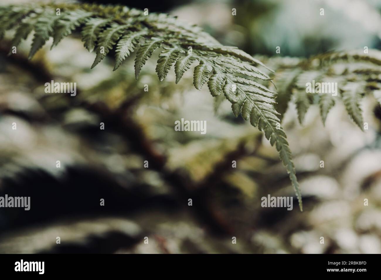 Close angle of fern branch in a forest Stock Photo - Alamy